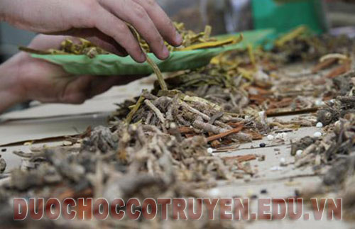 Bài thuốc Đông Y chữa bệnh tổ đỉa - Dược học cổ truyền