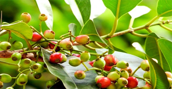 Chia sẻ công dụng trị bệnh từ cây Lá Vối - Dược học cổ truyền